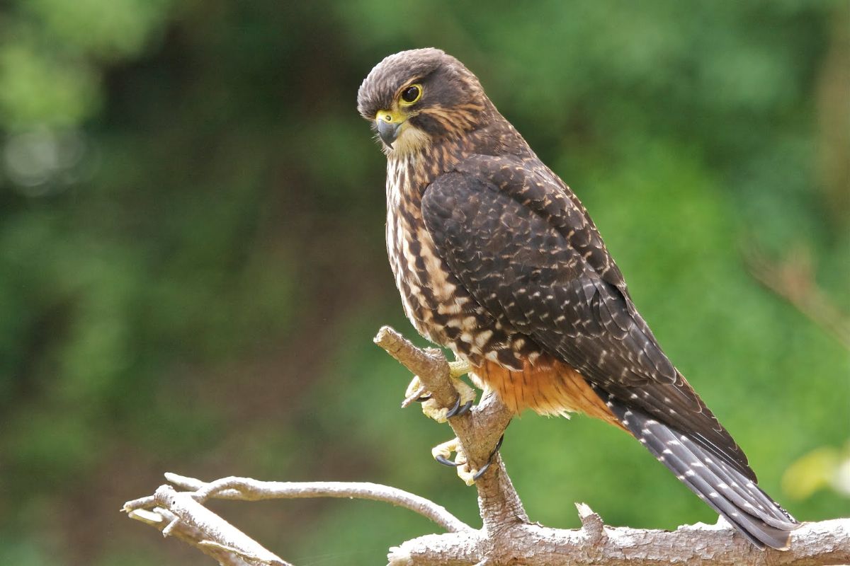 New Zealand Falcon : Birding NZ